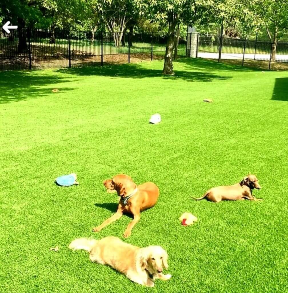 What To Consider Before Installing Fake Grass For Your Dogs
